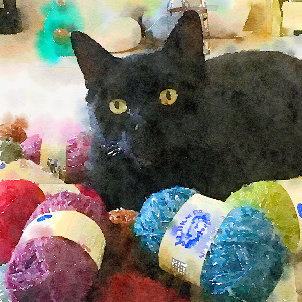 Woolly cat - Holy Mackerel