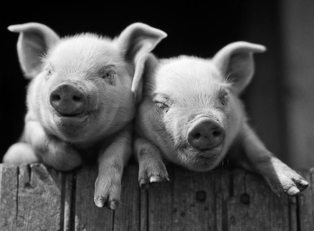 Pig pals - Holy Mackerel